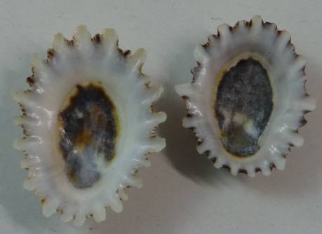 shellauction.net :: Lottia scabra - 3572227