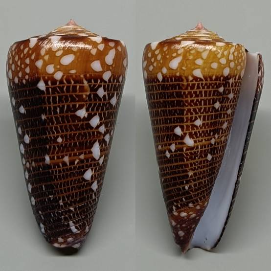 shellauction.net :: Conus victor - 3572423