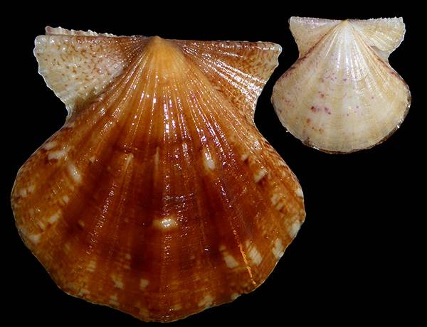 shellauction.net :: Flexopecten flexuosa - 3572537