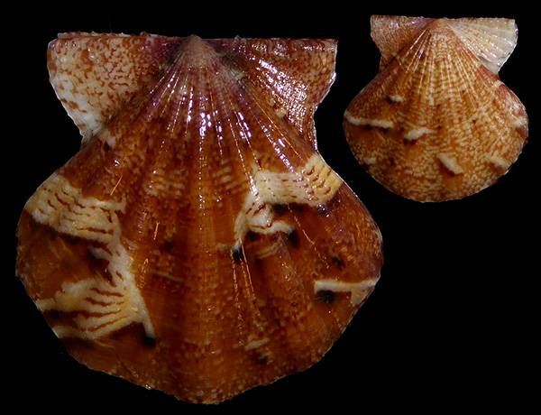 shellauction.net :: Flexopecten flexuosa - 3572539