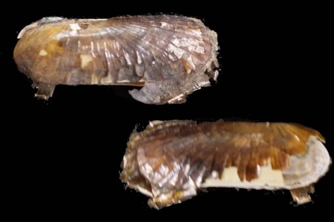 shellauction.net :: Solemya parkinsoni - 3572643