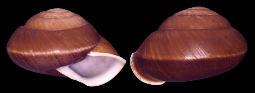 shellauction.net :: Hadra webbi - 3572702