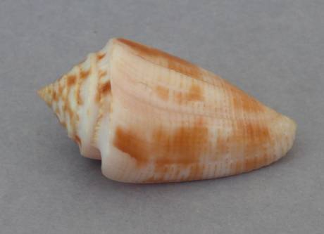 shellauction.net :: Conasprella ericmonnieri - 3572706