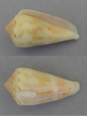 shellauction.net :: Conus bruuni - 3572707