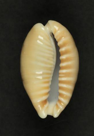 shellauction.net :: Cypraea caurica corrosa - 3572708
