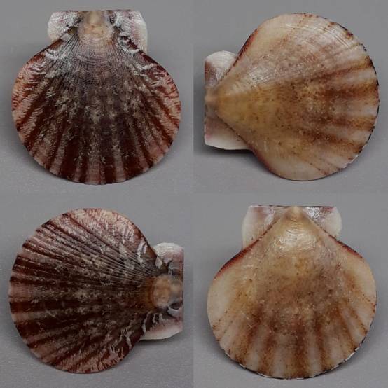 shellauction.net :: Pecten pyxidatus - 3572823