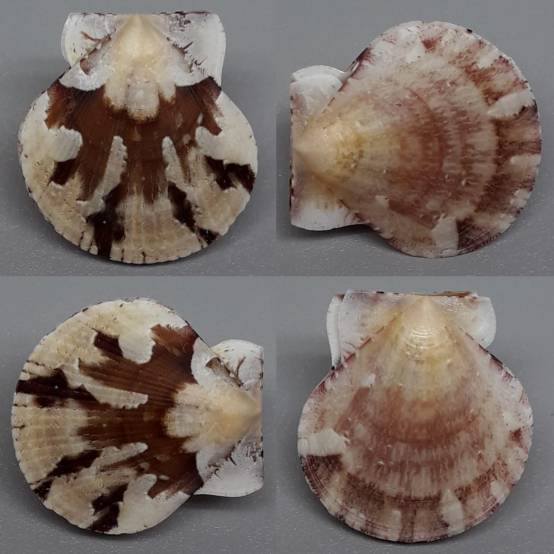 shellauction.net :: Pecten pyxidatus - 3572824