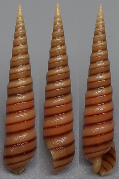 shellauction.net :: Terebra sp. - 3572841