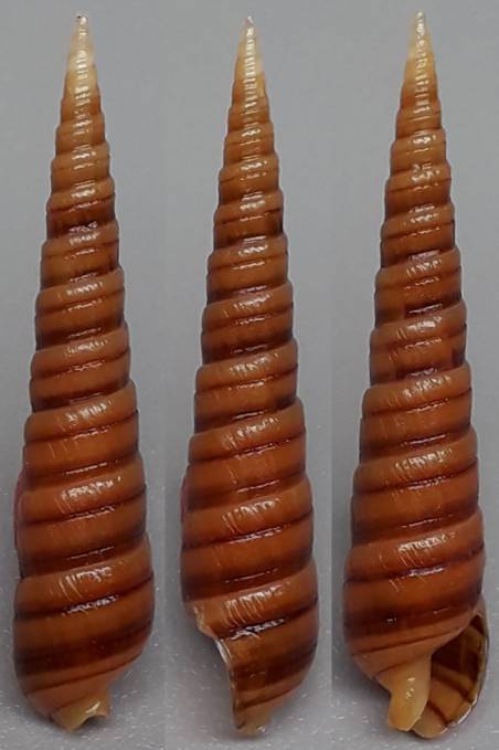 shellauction.net :: Terebra sp. - 3572843