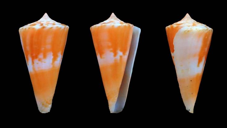 shellauction.net :: Conus voluminalis - 3572889