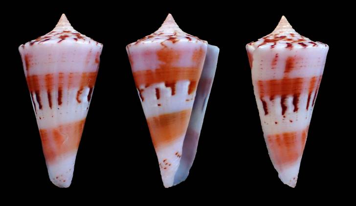 shellauction.net :: Conus voluminalis - 3572891