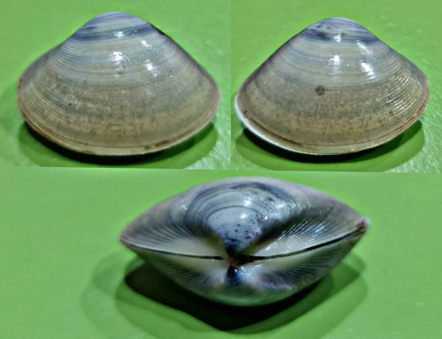 shellauction.net :: Meretrix meretrix - 3572919