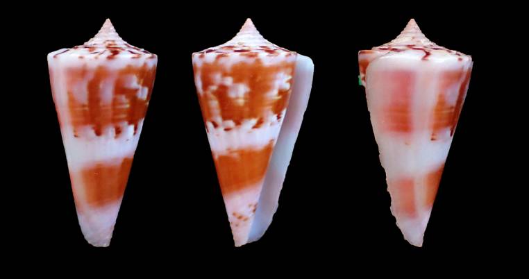 shellauction.net :: Conus voluminalis - 3572994