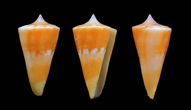 shellauction.net :: Conus voluminalis - 3573000