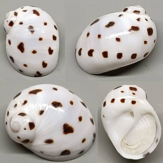 shellauction.net :: Naticarius onca - 3573007