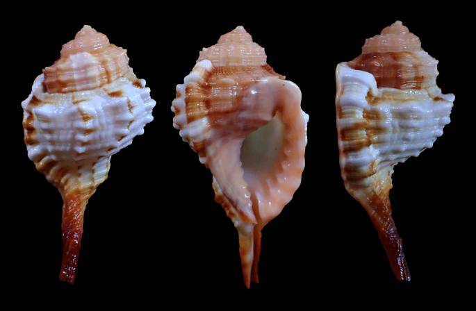 shellauction.net :: Cymatium (Ranularia) encausticum - 3573055