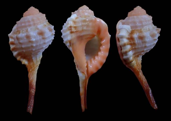 shellauction.net :: Cymatium (Ranularia) encausticum - 3573058