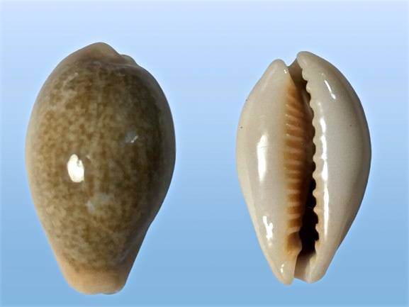 shellauction.net :: Erronea ovum - 3573099