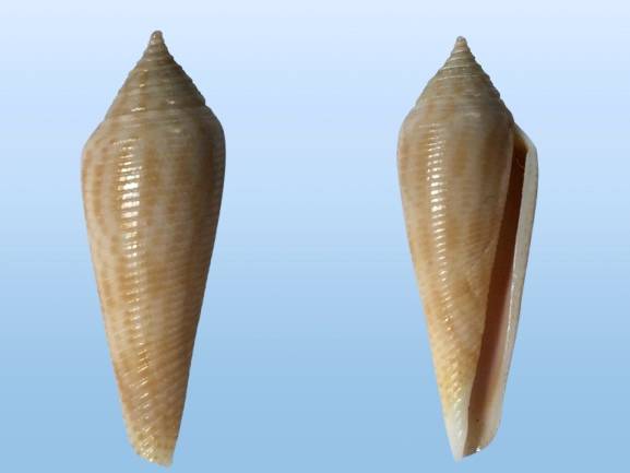 shellauction.net :: Conasprella viminea - 3573103