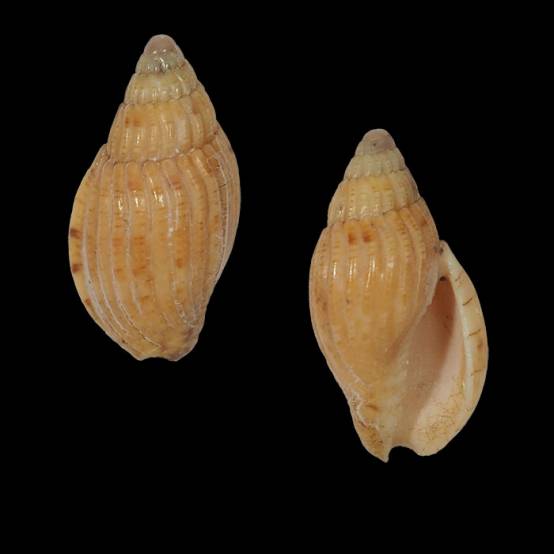 shellauction.net :: Lyria brianoi - 3573150