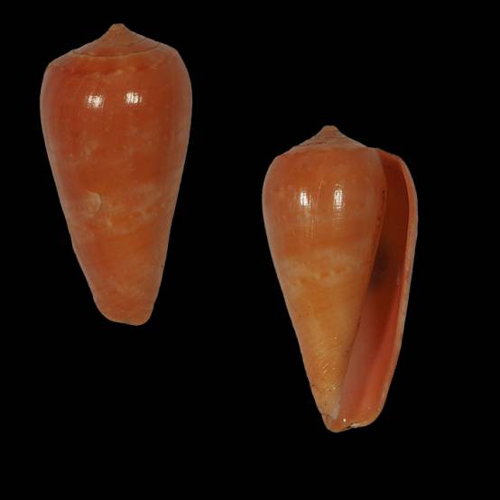 shellauction.net :: Conus solangeae - 3573151