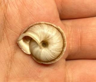 shellauction.net :: Pseudiberus tectumsinense - 3573218