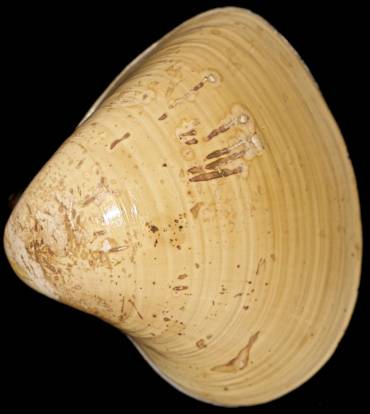 shellauction.net :: Tivela zonaria - 3573328