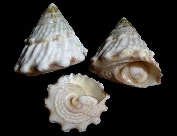 shellauction.net :: Astraea tecta - 3573375