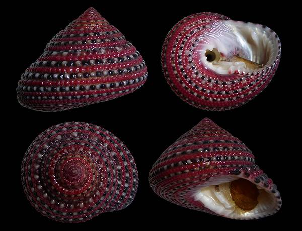 shellauction.net :: Clanculus pharaonius - 3573381