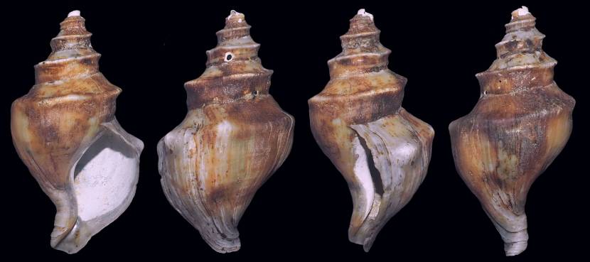 shellauction.net :: Neptunea heros - 3573423