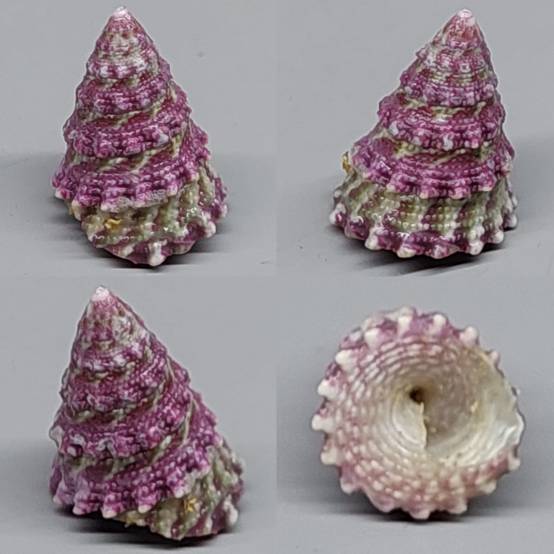 shellauction.net :: Trochus cumingii - 3573456