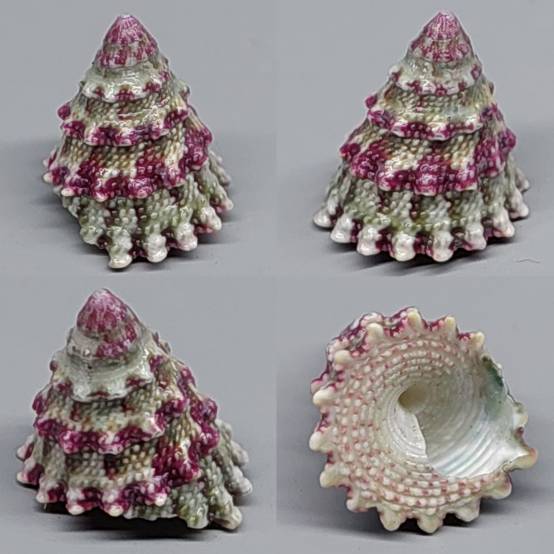 shellauction.net :: Trochus cumingii - 3573457