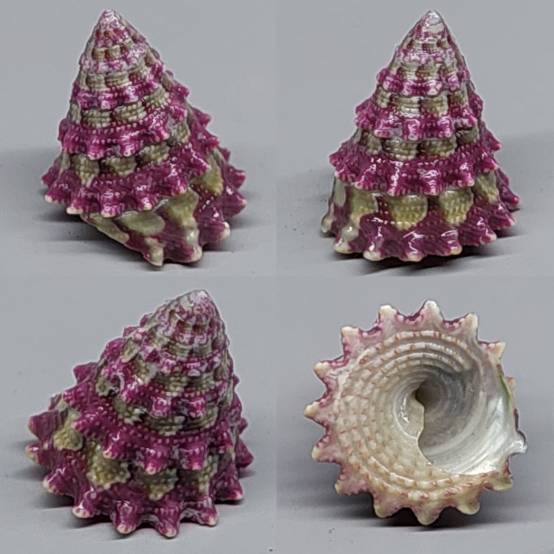 shellauction.net :: Trochus cumingii - 3573459