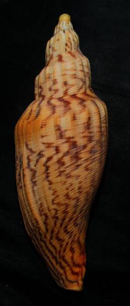 shellauction.net :: Fulgoraria hamillei nipponkaensis - 3573635