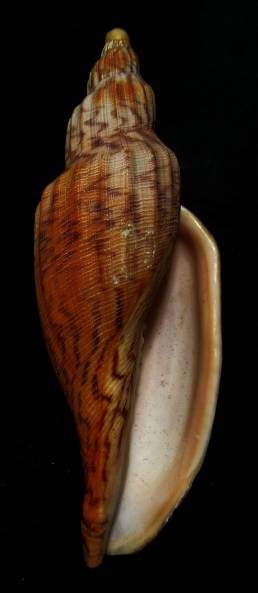 shellauction.net :: Fulgoraria hamillei nipponkaensis - 3573635