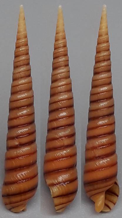 shellauction.net :: Terebra sp. - 3573867