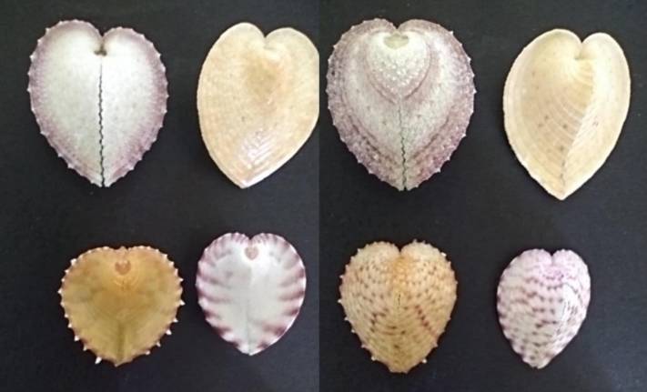 shellauction.net :: Corculum cardissa - 3573936