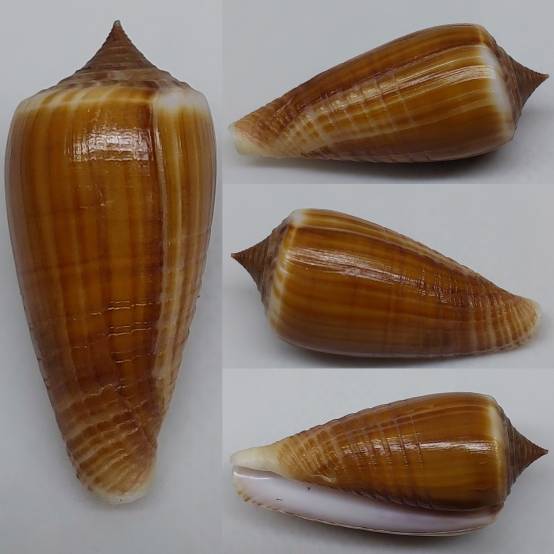 shellauction.net :: Conus radiatus - 3573951