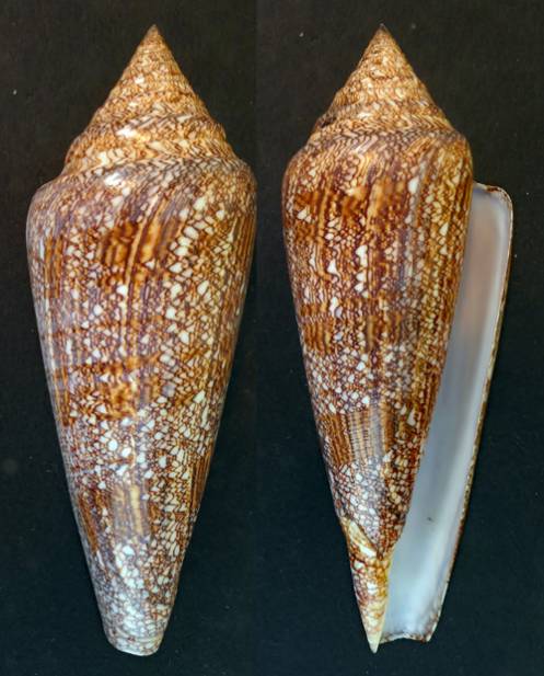 shellauction.net :: Conus gloriamaris - 3574011