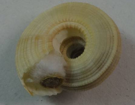 shellauction.net :: Heliacus fallaciosus - 3574012