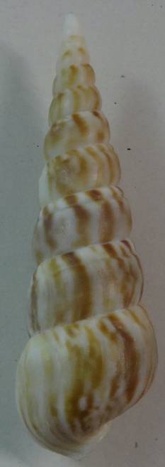 shellauction.net :: Mesalia opalina - 3574013