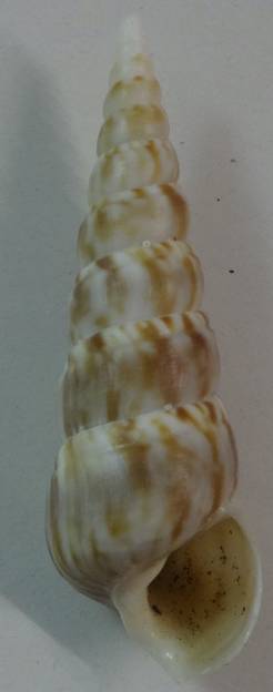 shellauction.net :: Mesalia opalina - 3574013