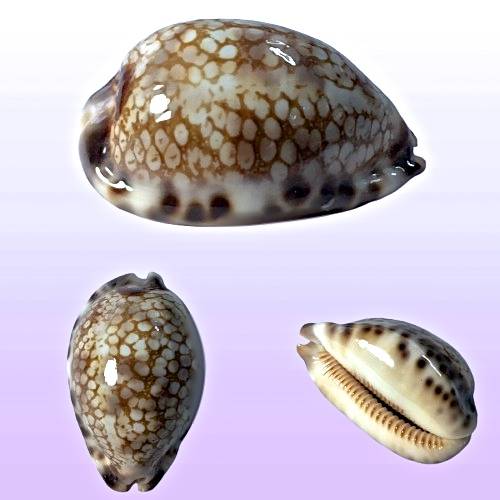 shellauction.net :: Mauritia histrio - 3574033