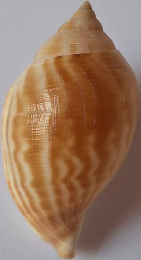 shellauction.net :: Sconsia grayi - 3574171