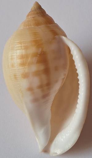 shellauction.net :: Sconsia grayi - 3574171