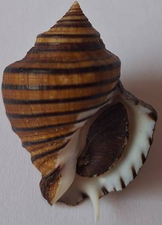 shellauction.net :: Opeatostoma pseudodon - 3574229