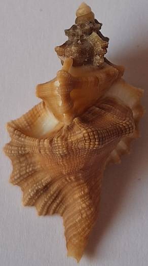 shellauction.net :: Turritriton gibbosus - 3574285