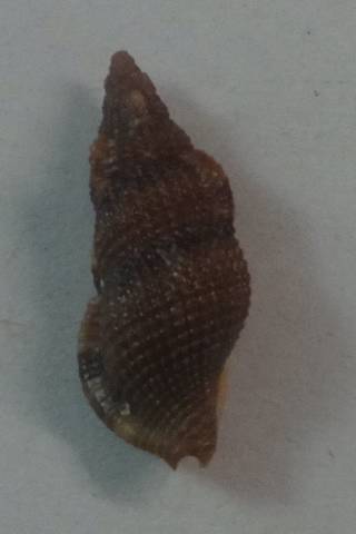 shellauction.net :: Colubraria reticulata - 3574332