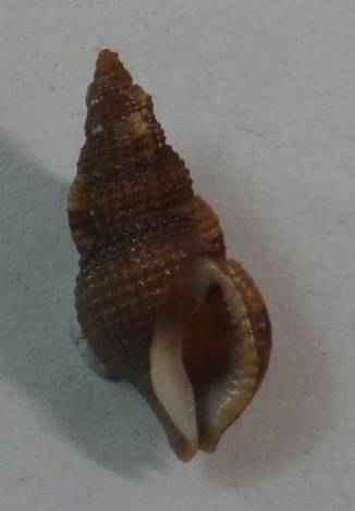 shellauction.net :: Colubraria reticulata - 3574332