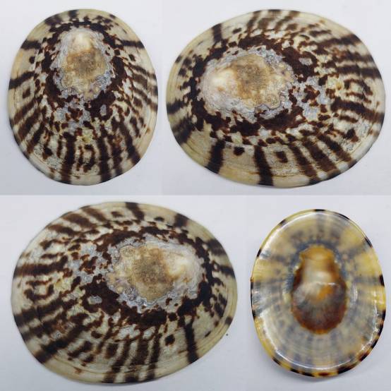 shellauction.net :: Cellana testudinaria - 3574364